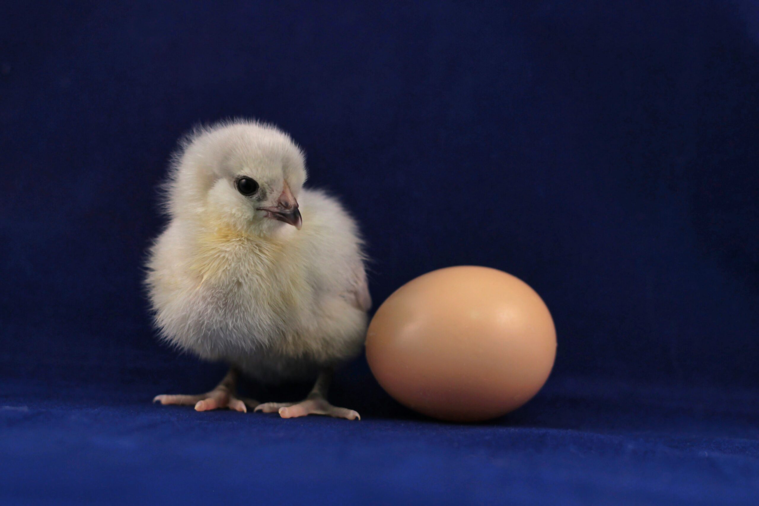 What Came First—the Government Chicken or the Political Egg?